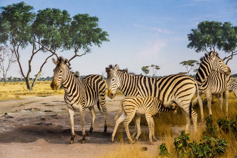 Zebra Nursing her Colt stock image. Image of rear, wildlife - 15673939