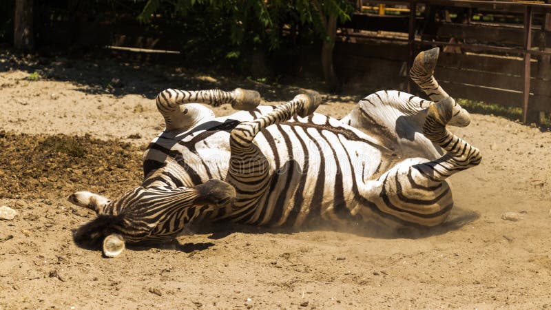 Zebra Playing in Kruger South Africa Stock Image - Image of dust ...