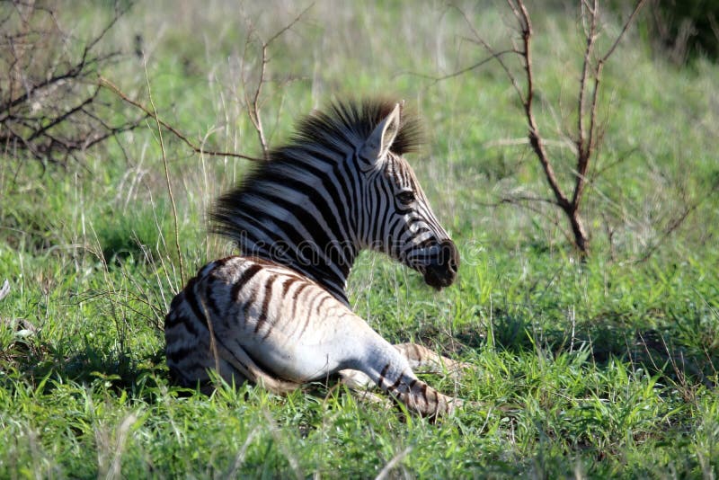 A Young Zebra with a Spiky Main Stock Image - Image of sand, condition ...