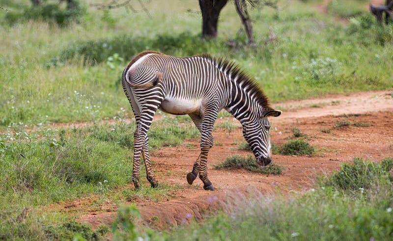 Young Zebra in the Grass stock photo. Image of national - 254523784