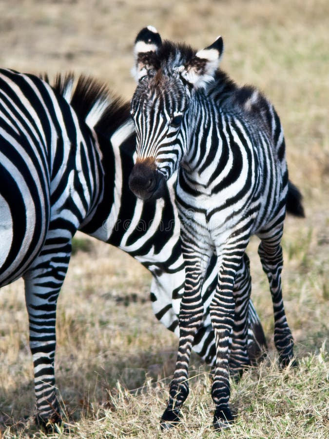 Young Zebra Standing Next To His Mother Stock Photo - Image of east ...