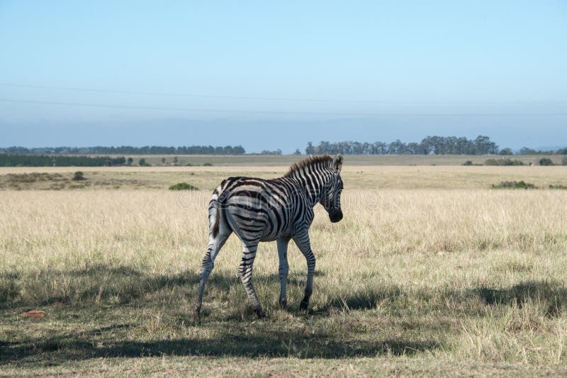 Young zebra stock image. Image of mammal, yellow, single - 58992943