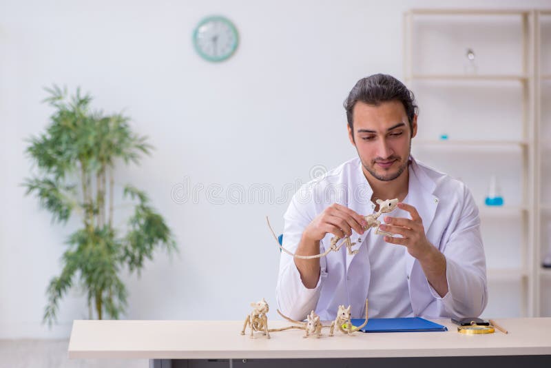Young Male Zoologist Examining Mice at Lab Stock Photo - Image of ...