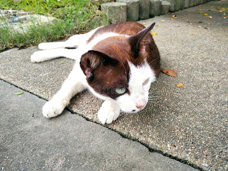 A younger cat keep looking stock image. Image of kitten - 231383795