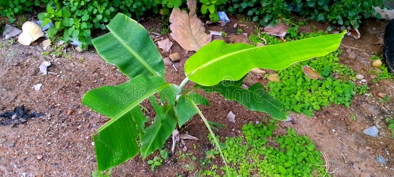 Youngest Banana Crop Growing in a Farm Stock Photo - Image of musa ...