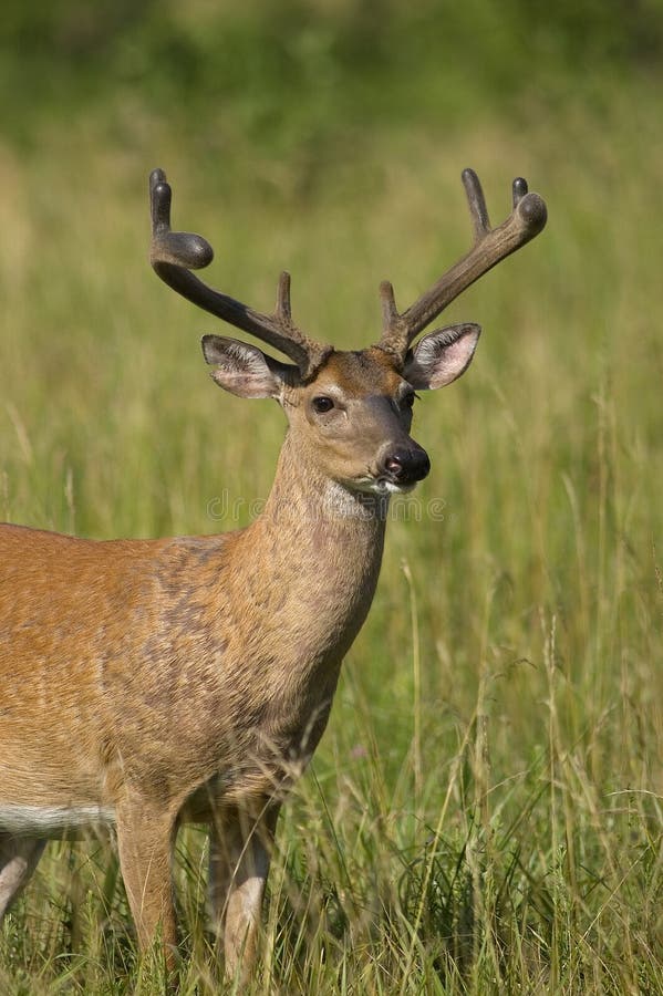 White Tailed Deer Buck stock image. Image of white, antlers - 28946245