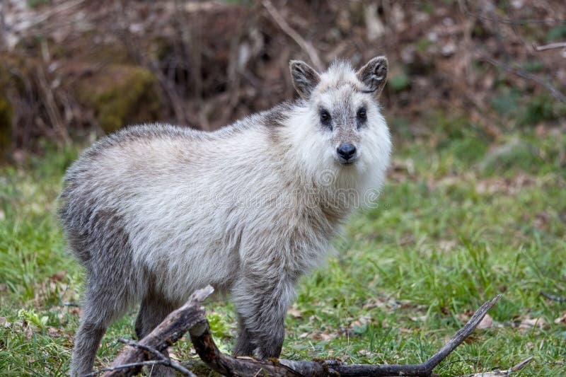 Youngwild Japanese Serow in Japanese Forest. Stock Image - Image of ...
