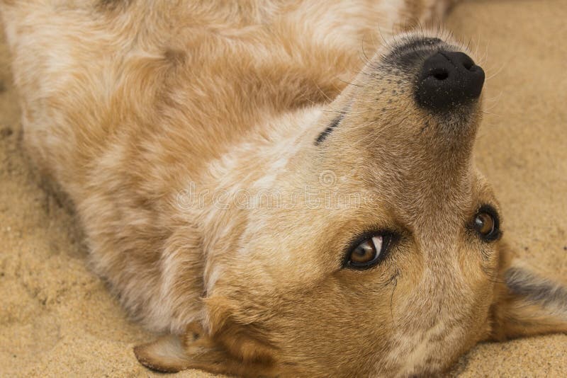 On your back stock photo. Image of sand, noticed, pattern - 92286762