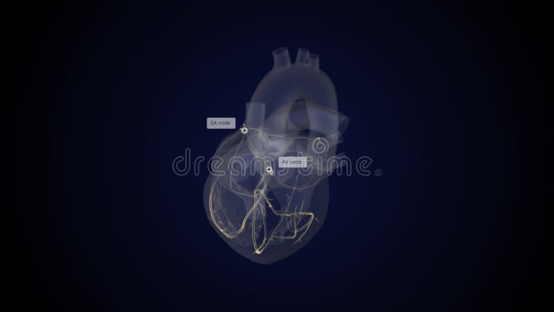 Cardiac Conduction System 3d Medical Stock Illustration - Illustration ...