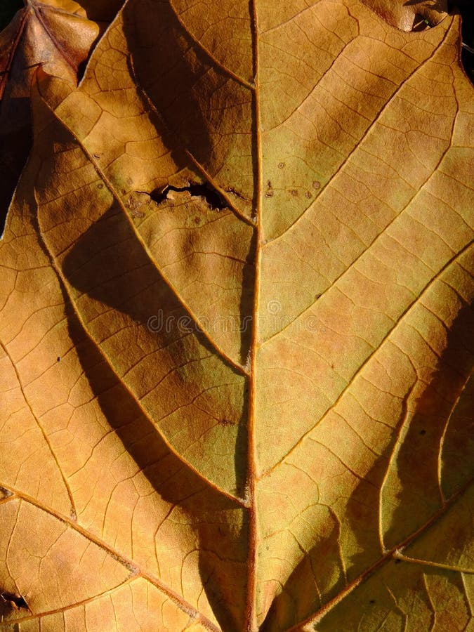 Your Inner Leaf stock photo. Image of leaf, petiole, brown - 80817070