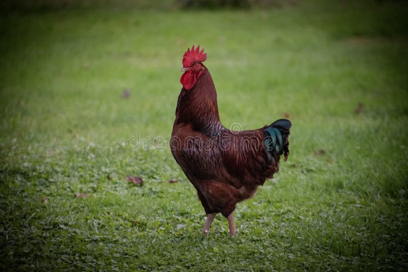 Your Local Rooster stock photo. Image of beak, animal - 259840218