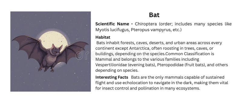 Nocturnal Bat: the only Flying Mammal Navigating by Echolocation Stock ...