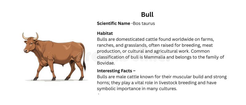 Powerful Bull: Muscular Male Cattle Symbolizing Strength in Agriculture ...