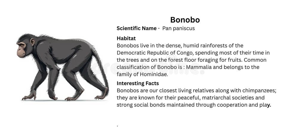 Bonobo: Peaceful Primate and Closest Relative in Congo Rainforest Stock ...