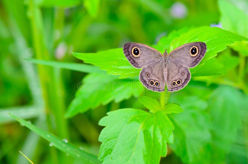 Five-ring Butterfly or Ypthima Baldus on Celosia Argentea Flower Stock ...