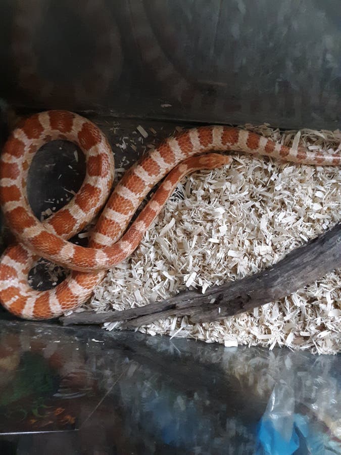 13 Yr Old Corn Snake in Hot Springs SD Stock Image - Image of springs ...