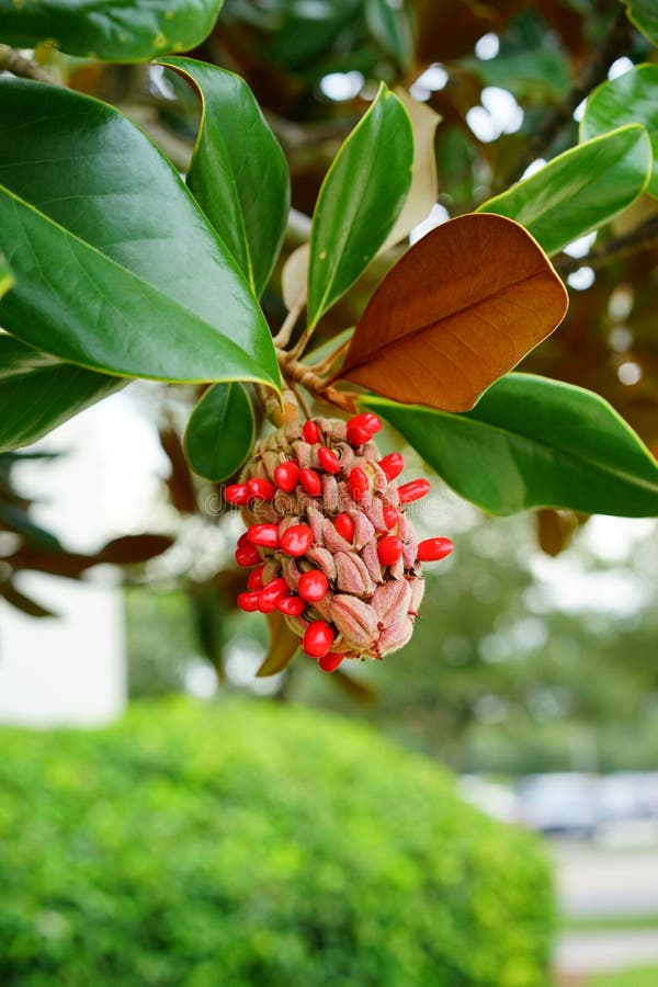 Yu lan flower stock photo. Image of drop, flowers, denudata - 67557422