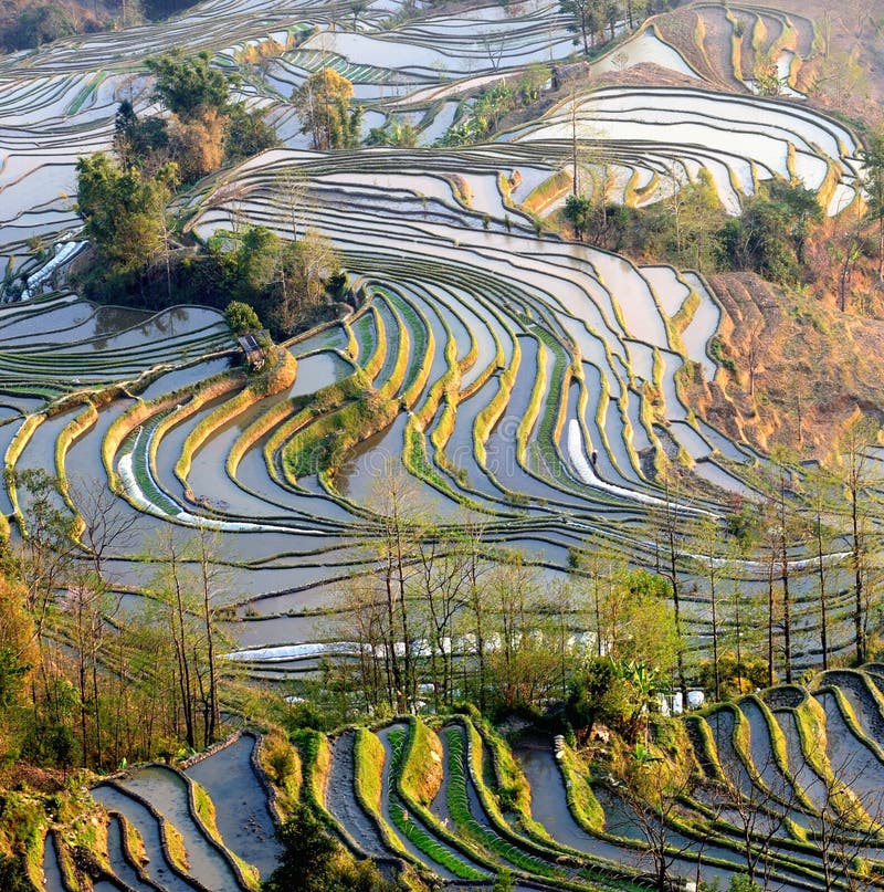 Terrasses De Riz De Yuanyang, Yunnan, Chine Photo stock - Image du vert ...