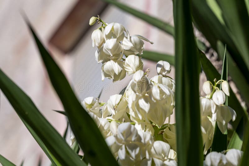 Yuca Floreciente. Flores Blancas De La Planta Yucca Foto de archivo ...