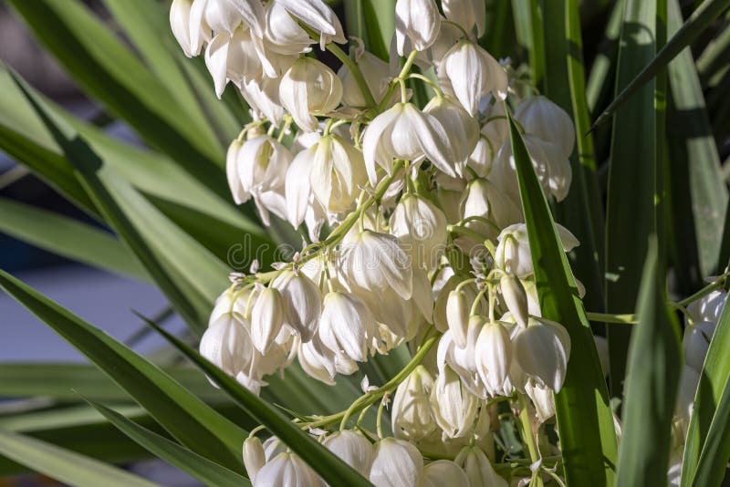 Yuca Floreciente. Flores Blancas De La Planta Yucca Imagen de archivo ...