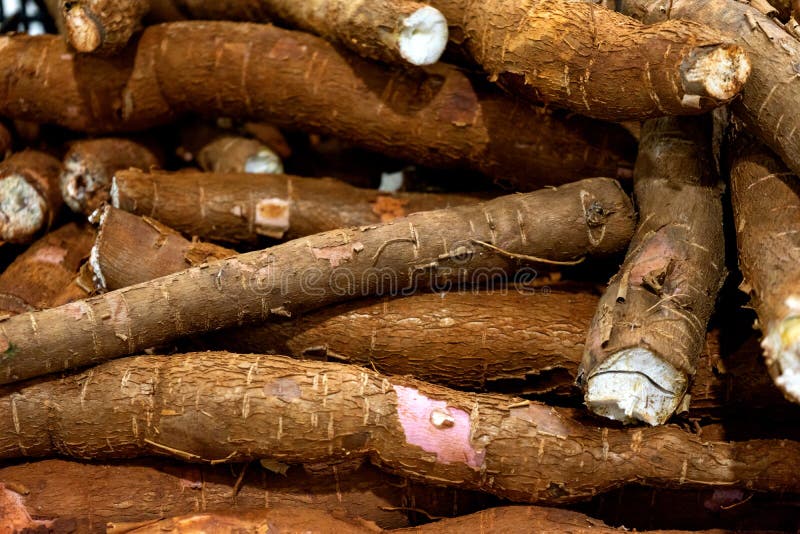 Plantas de yuca frescas imagen de archivo. Imagen de fresco - 208417661