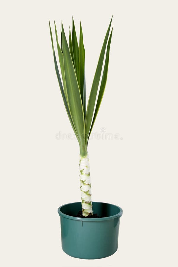 Young Sprout of Yucca a Potted Plant Isolated Over White Stock Photo ...