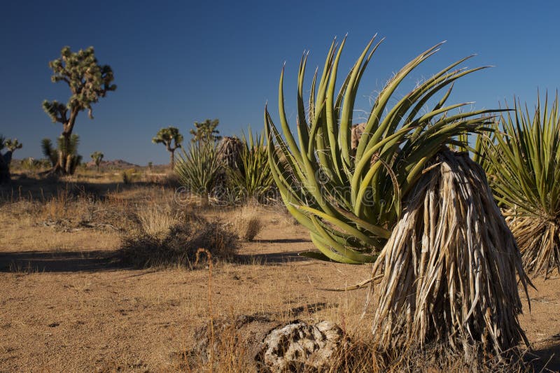 Yucca-Anlage an Joshua-Baum Stockfoto - Bild von himmel, eingebürgert ...