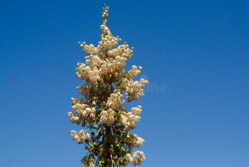 Yucca in Bloom stock photo. Image of blue, california - 116417760