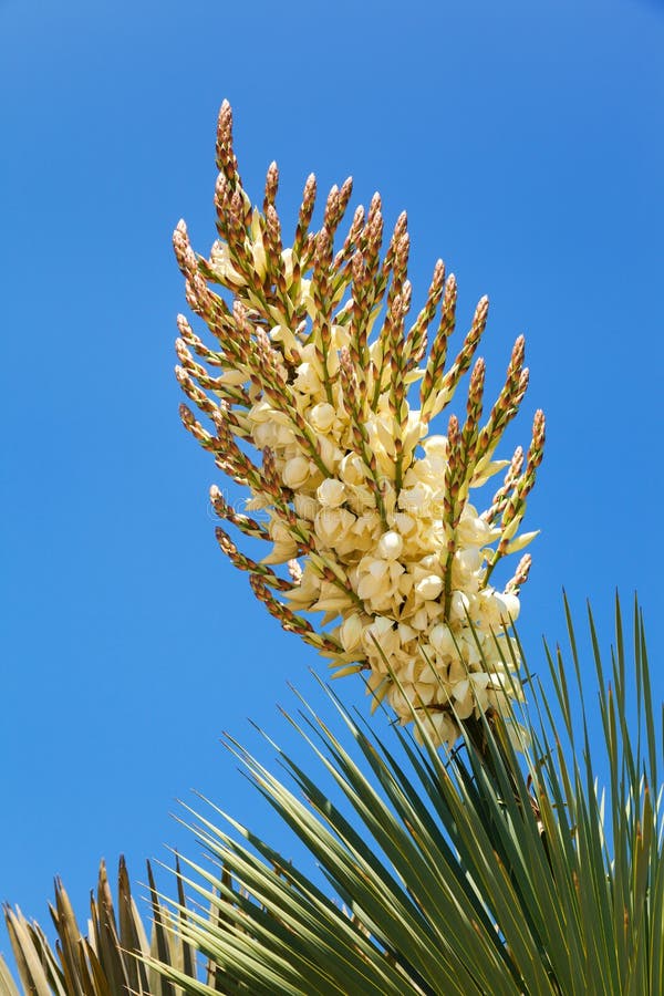 Yucca in bloom, California stock photo. Image of close - 71732130