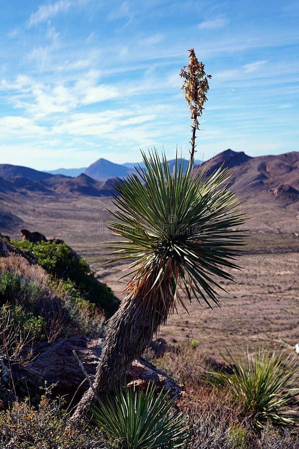 Yucca Blooming in the Desert Stock Photo - Image of sand, blue: 108569202