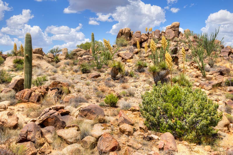 Yucca stock image. Image of wilderness, formation, mountain - 58980785