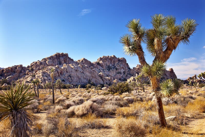 Yucca Brevifolia Joshua Baum-Nationalpark Stockfoto - Bild von geologie ...
