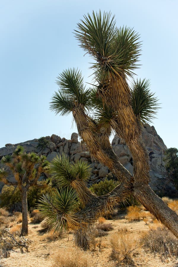Yucca Brevifolia Joshua Baum-Nationalpark Stockbild - Bild von geologie ...