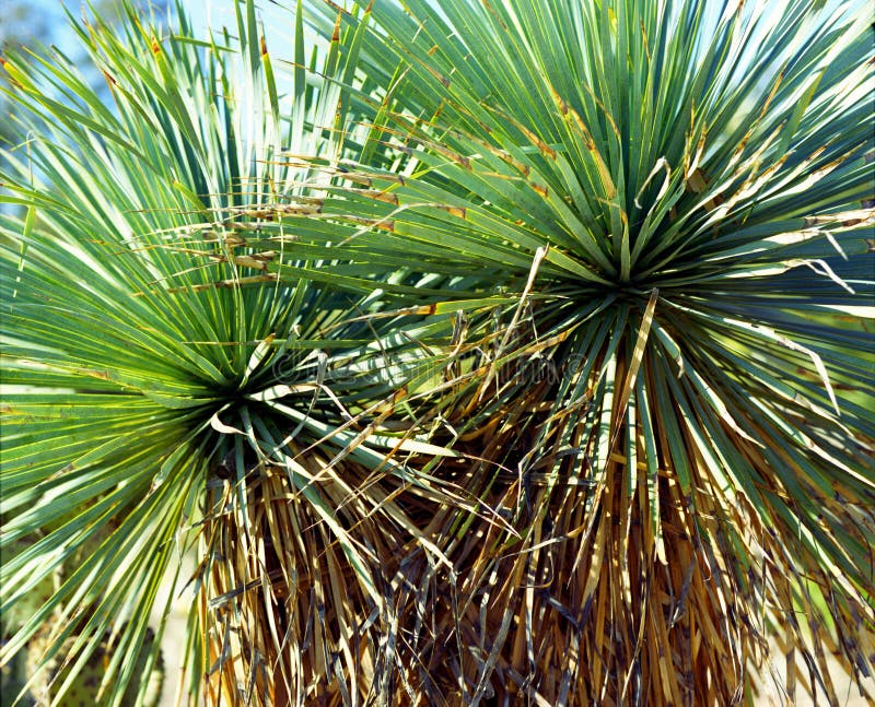 Yucca Cactus stock photo. Image of west, baileyi, wilderness - 16804490