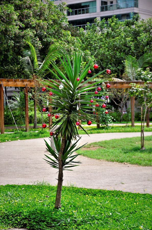 A Yucca Decorated for Christmas in the Square Stock Photo - Image of ...