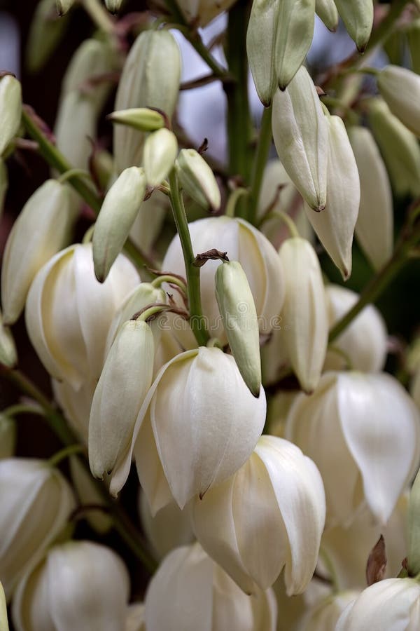 Yucca Filamentosa or Adams Needle in the Garden Design Stock Image ...
