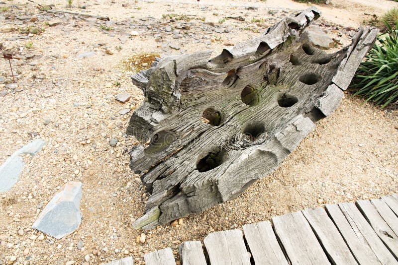 Yucca filamentosa stock image. Image of flat, park, drought - 40807061