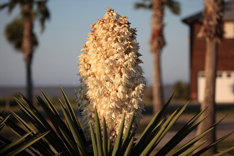 Yucca Flower Spike Stem stock photo. Image of flower, horticulture ...