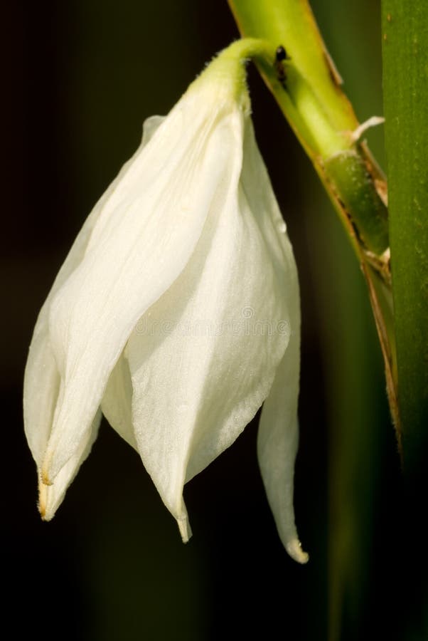 Yucca Flower Spike Stem stock photo. Image of flower, horticulture ...