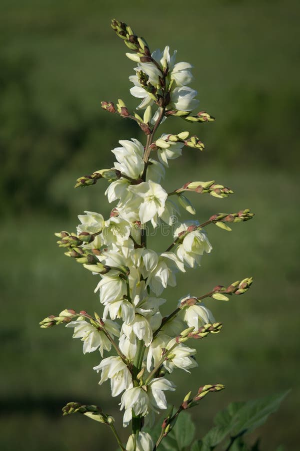 Red Yucca Flower and Buds, Hesperaloe Parviflora, Closeup Shallow DOF ...