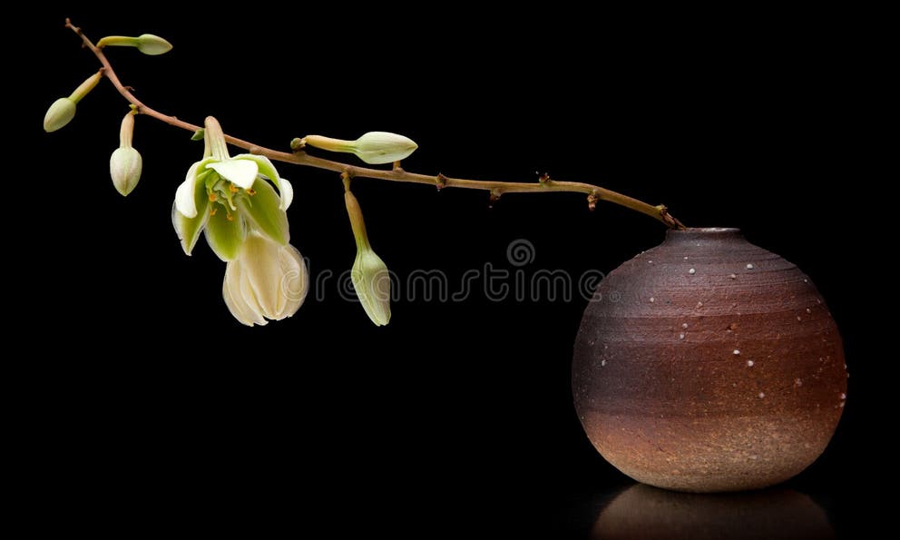 Yucca flower stock photo. Image of macro, natural, pollen - 31419720