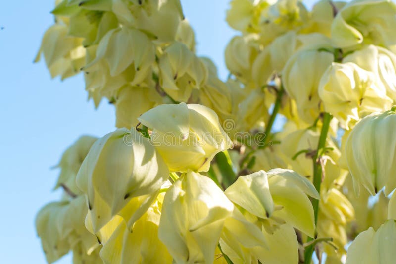 Yucca Flower stock photo. Image of blossom, green, pollen - 154355336