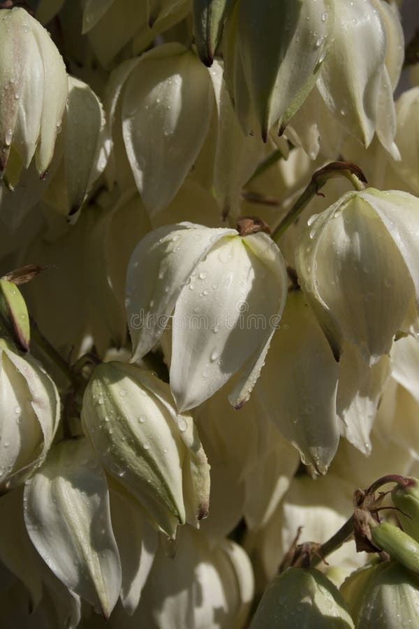 Yucca flowers stock image. Image of bloom, plant, white - 55819819
