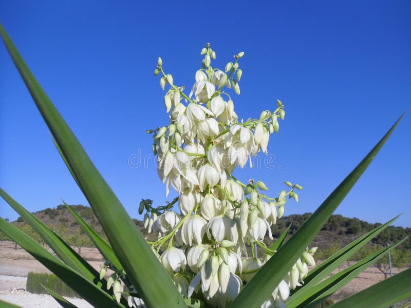 Yucca in full bloom. stock image. Image of summer, yucca - 48892237