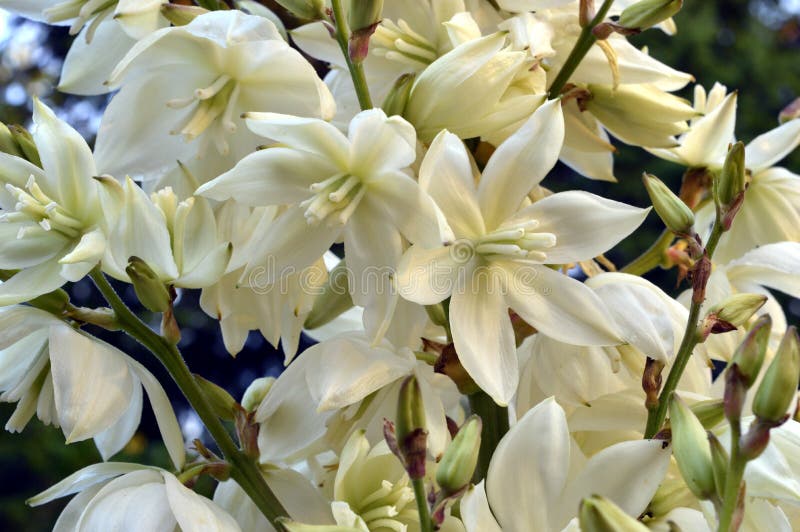 Giant Dagger Yucca stock image. Image of shape, bend - 29609365