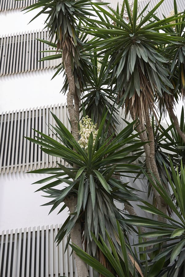 Yucca gigantea in bloom stock image. Image of outdoor - 166316949