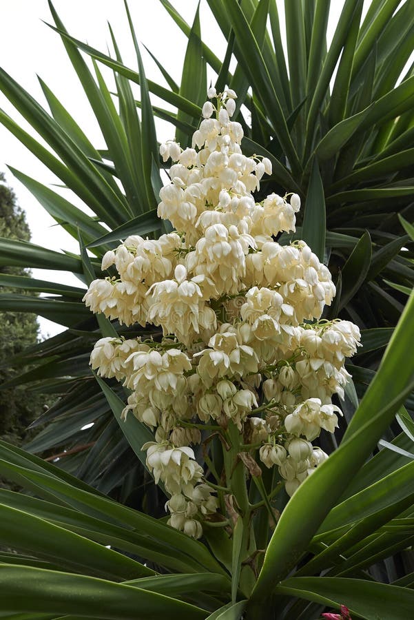 Yucca gigantea en flor foto de archivo. Imagen de spineless - 166316942