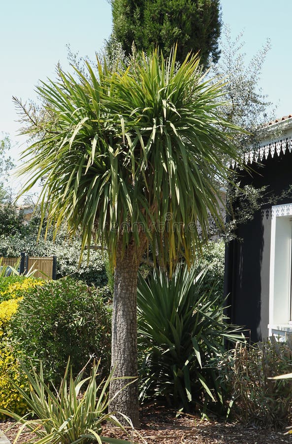 Yucca gigantea in a garden stock image. Image of landscape - 272004237