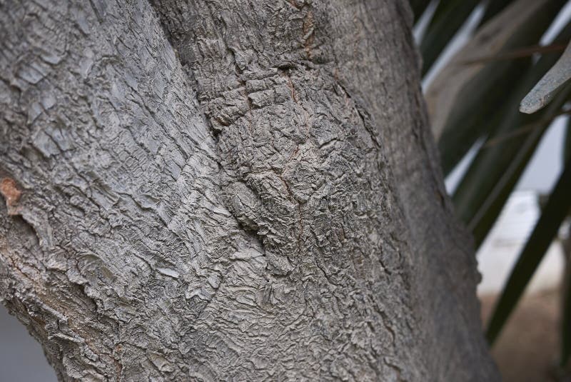 Yucca Gigantea Trunk Close Up Stock Image - Image of branch, foliage ...