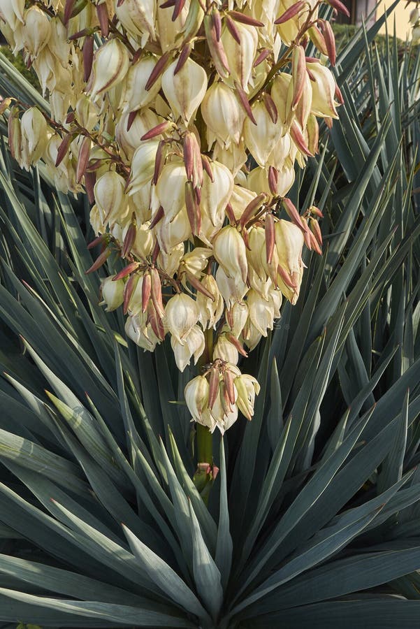 Yucca Gloriosa. Autumn Shoot. Medicinal Value Stock Photo - Image of ...
